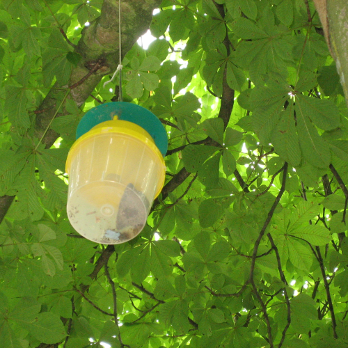 Feromoonval Kastanjemineermot monitoring - GreenGuard