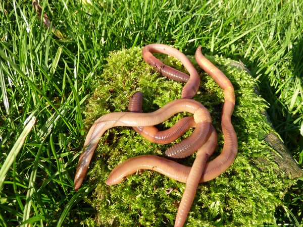 Regenwormen (bulk) - Bodemverbetering - GreenGuard