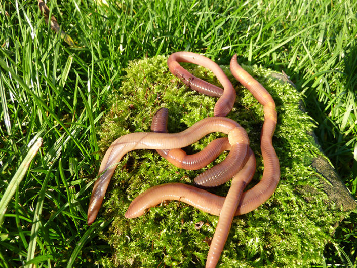 Regenwormen (bulk) - Bodemverbetering - GreenGuard
